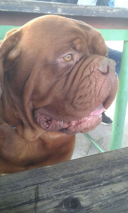Naši psi :: Simone Bordo - Bordeauxská doga, Dogue de Bordeaux, b-o-r-d ...